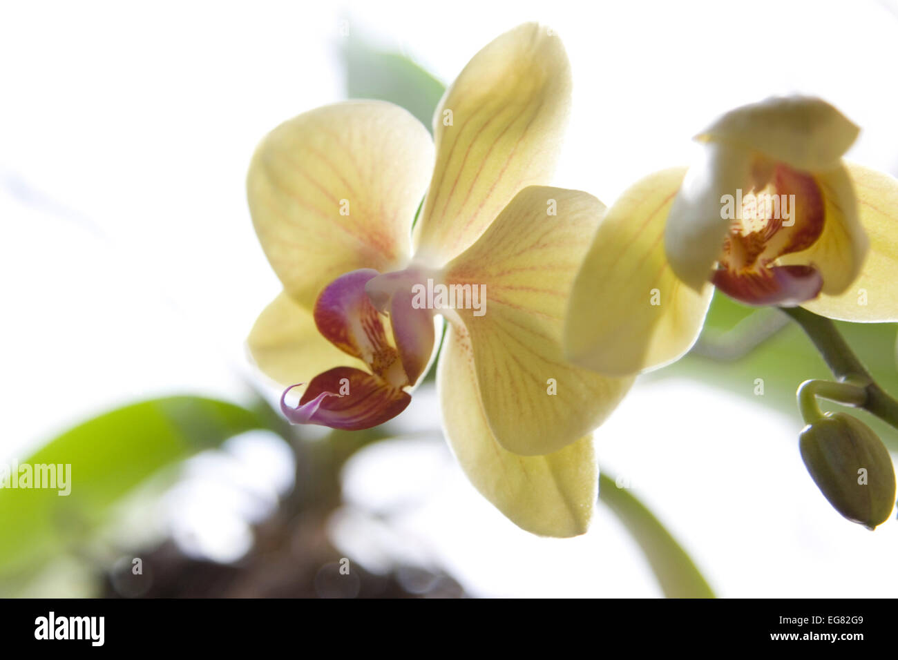 Cream for veins hi-res stock photography and images - Alamy