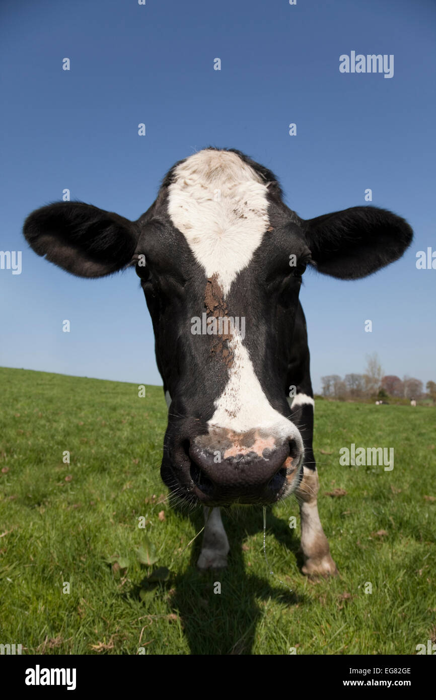 Cow's head close up looking into camera. She is dribbling slightly. In ...