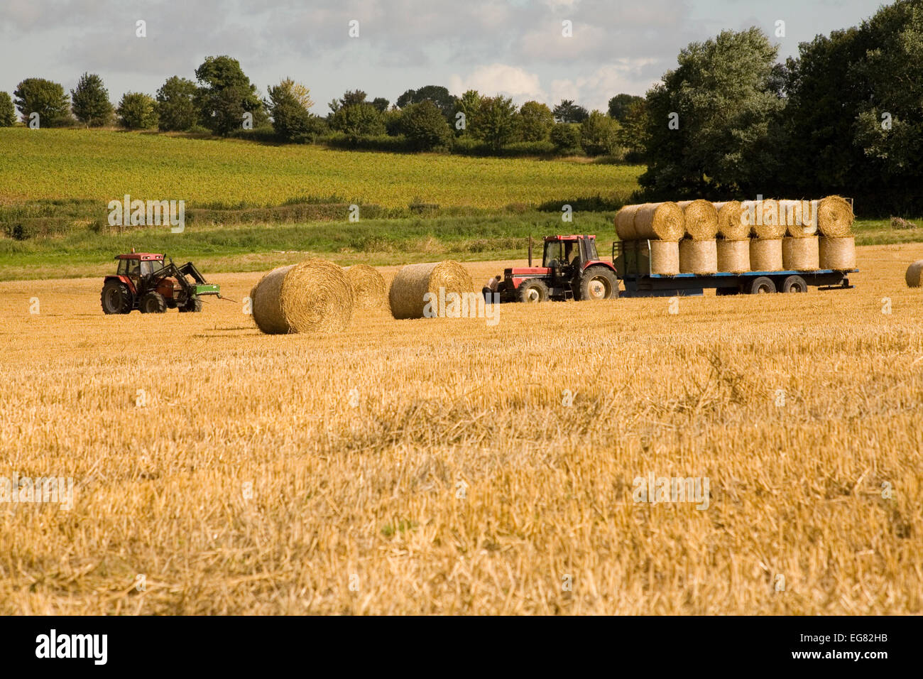 Haymaking on a summer's day in the autumn in a Somerset field. The hay ...