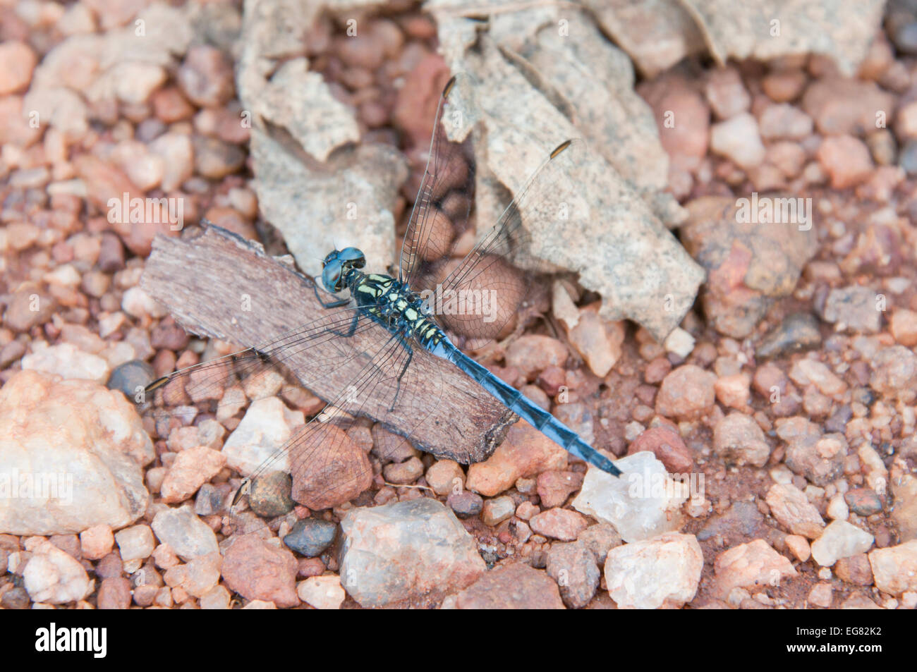 Bobiri forest reserve hi-res stock photography and images - Alamy
