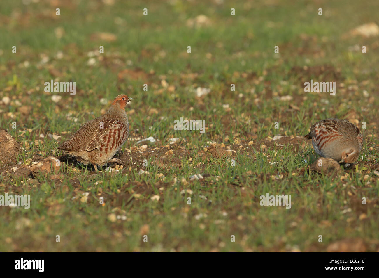 European partridge perdix perdix hi-res stock photography and images ...