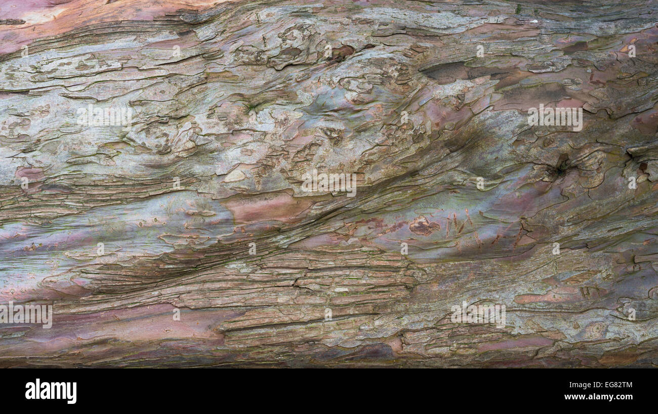 Detail of bark of old yew tree (Taxus baccata), Peterborough ...