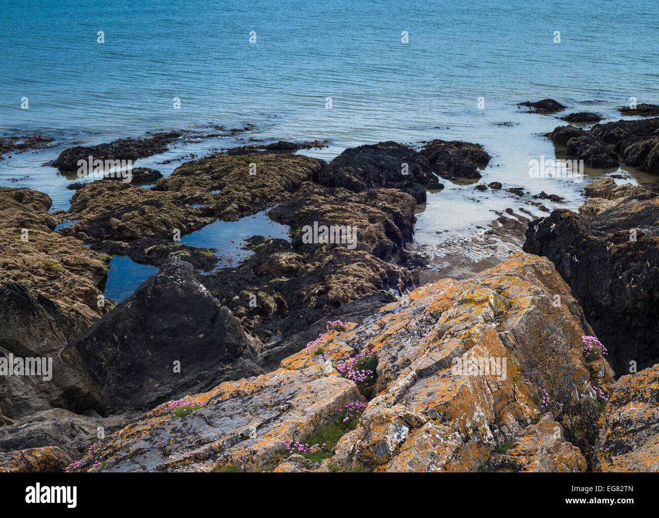 Rock thrift portrane dublin hi-res stock photography and images - Alamy