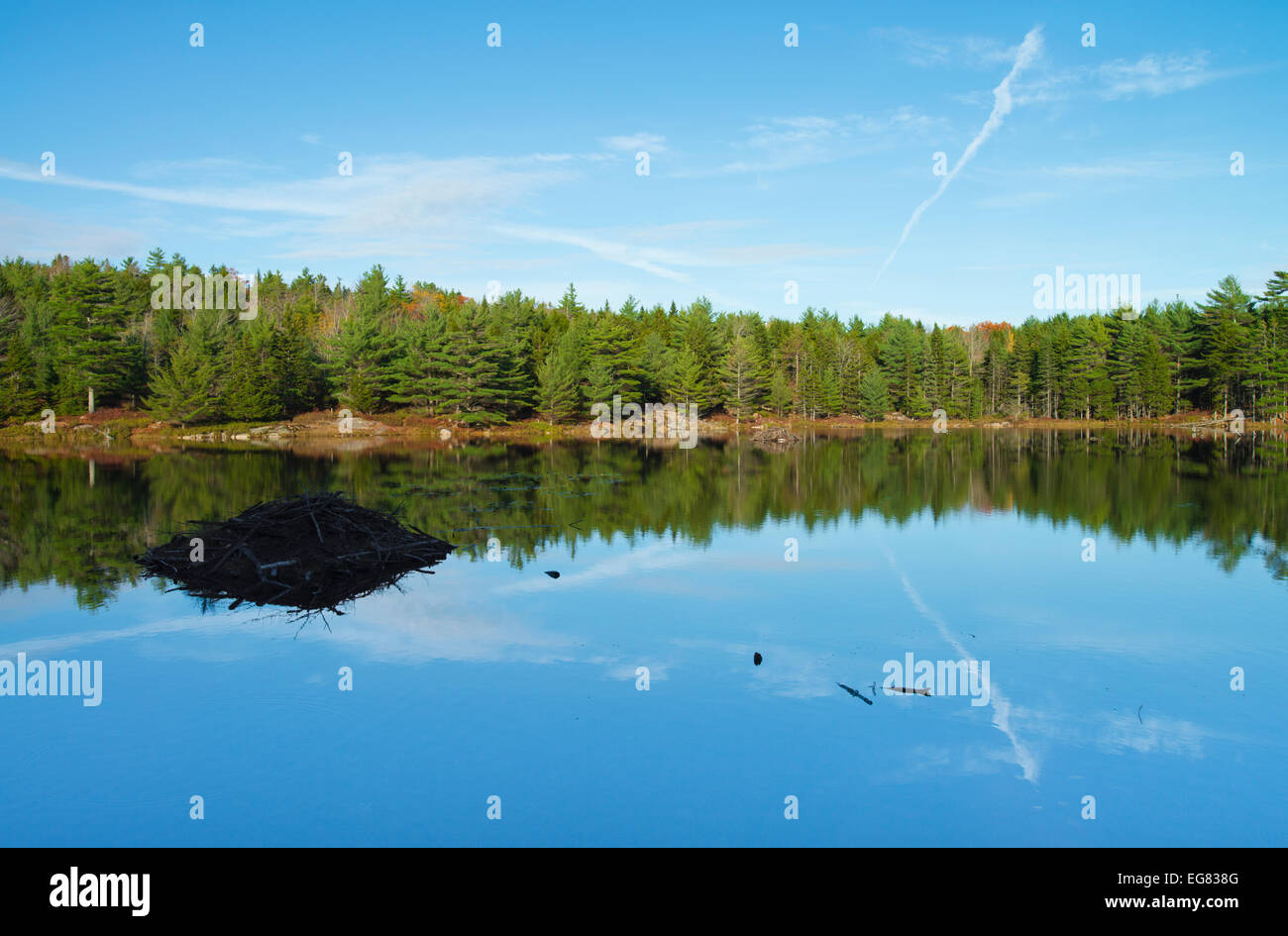 Beavers house hi-res stock photography and images - Alamy
