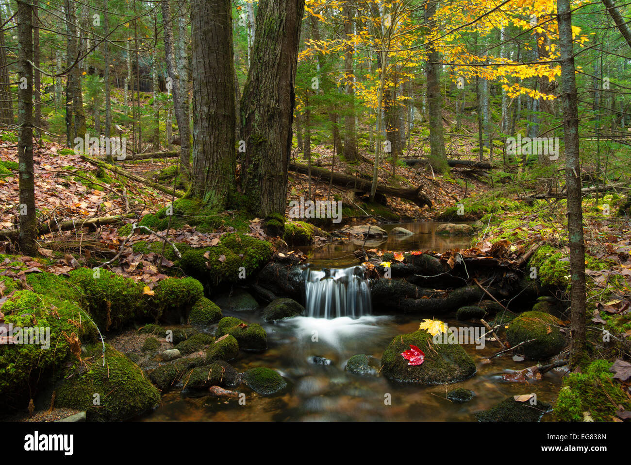 Lovely autumn creek in the woods Stock Photo - Alamy