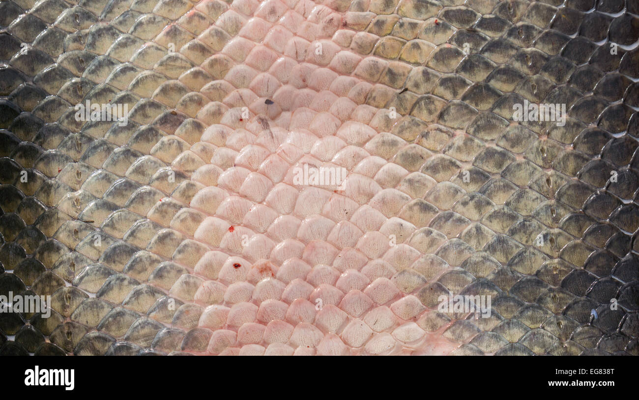 Arapaima Pirarucu skin, top view, background Stock Photo - Alamy