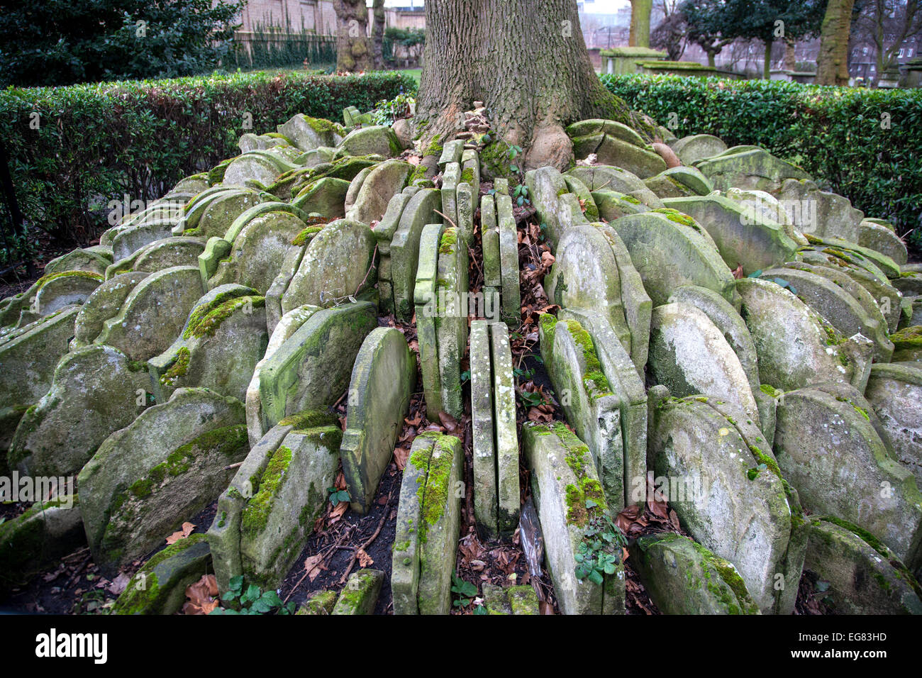 Hardy tree hi-res stock photography and images - Alamy
