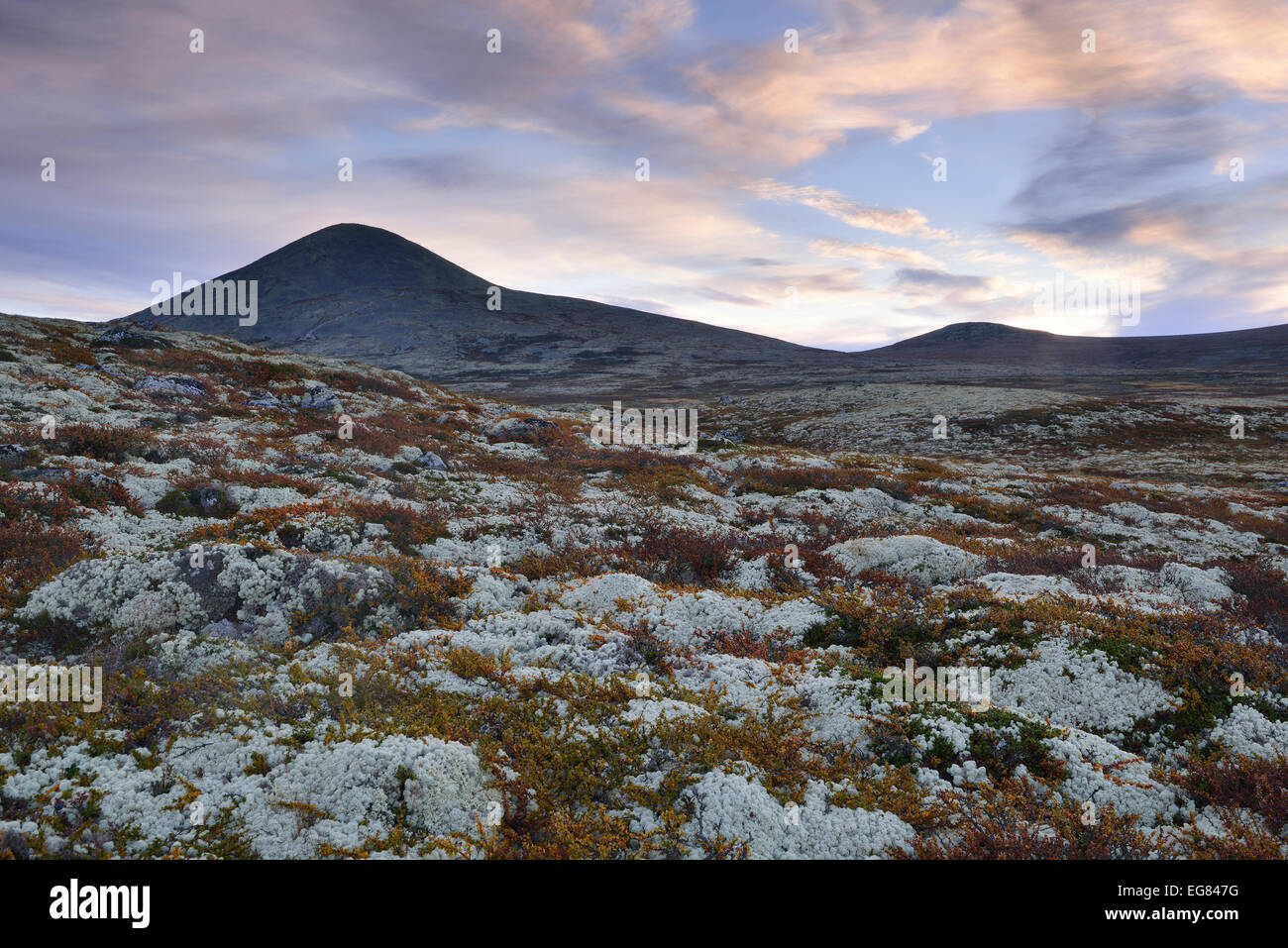 Reindeer Lichen (Cladonia rangiferina), fjell landscape in autumn ...