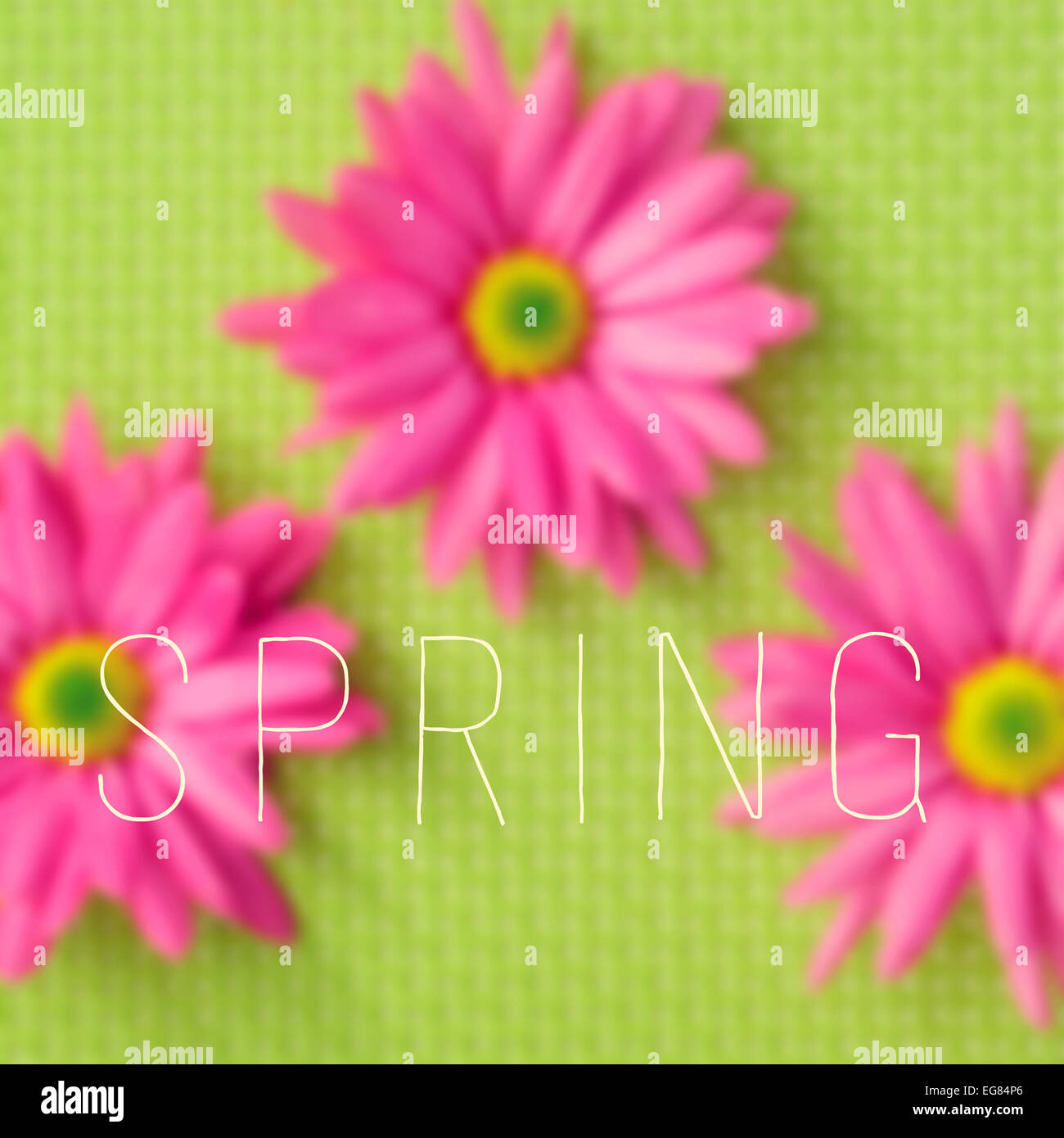the text spring written on a blurred image of some pink gerbera daisies ...