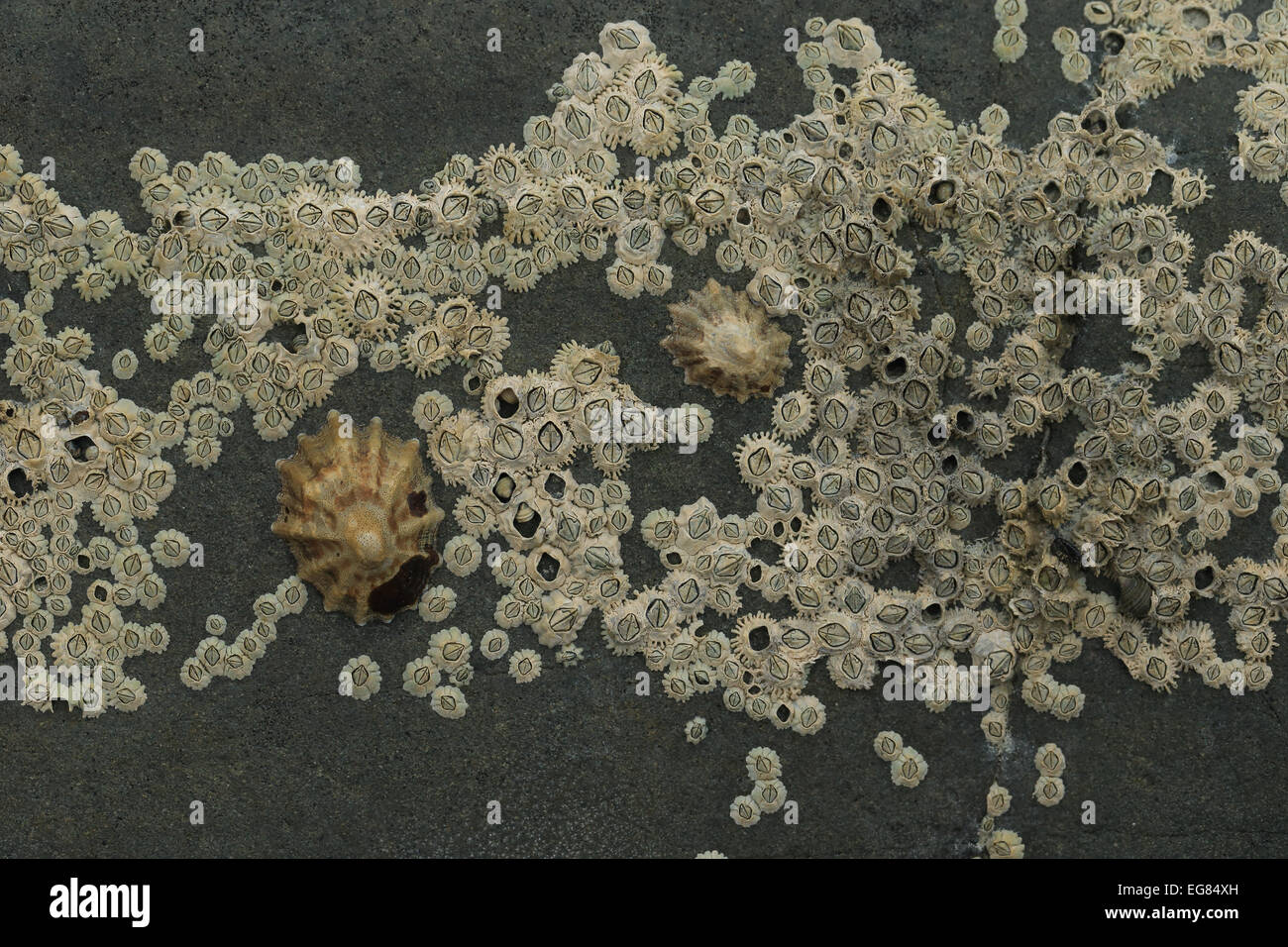 Barnacles Limpets (Patellidae Stock Photo - Alamy