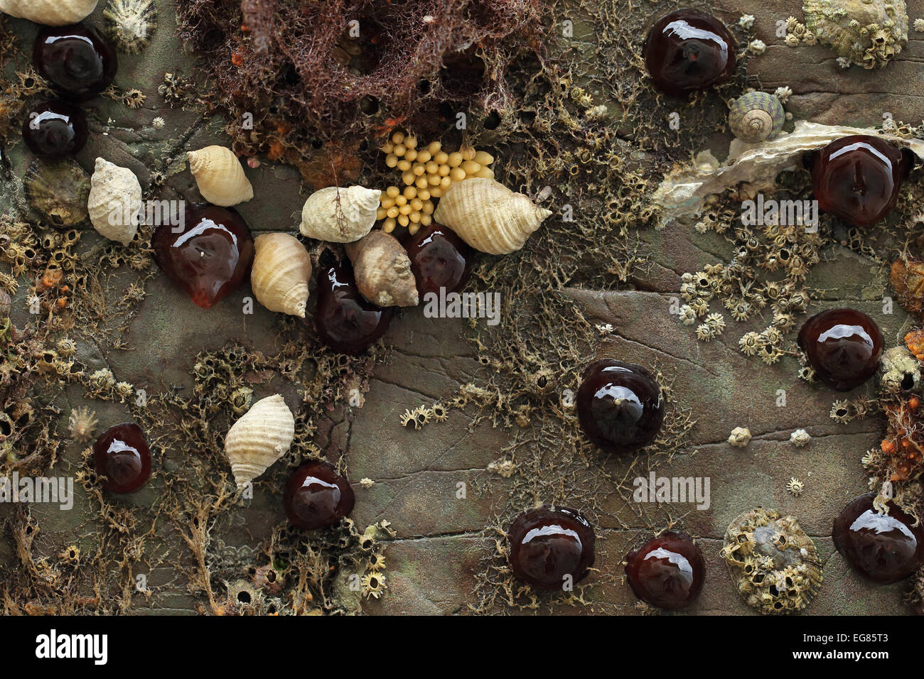 Actinia equina france hi-res stock photography and images - Alamy