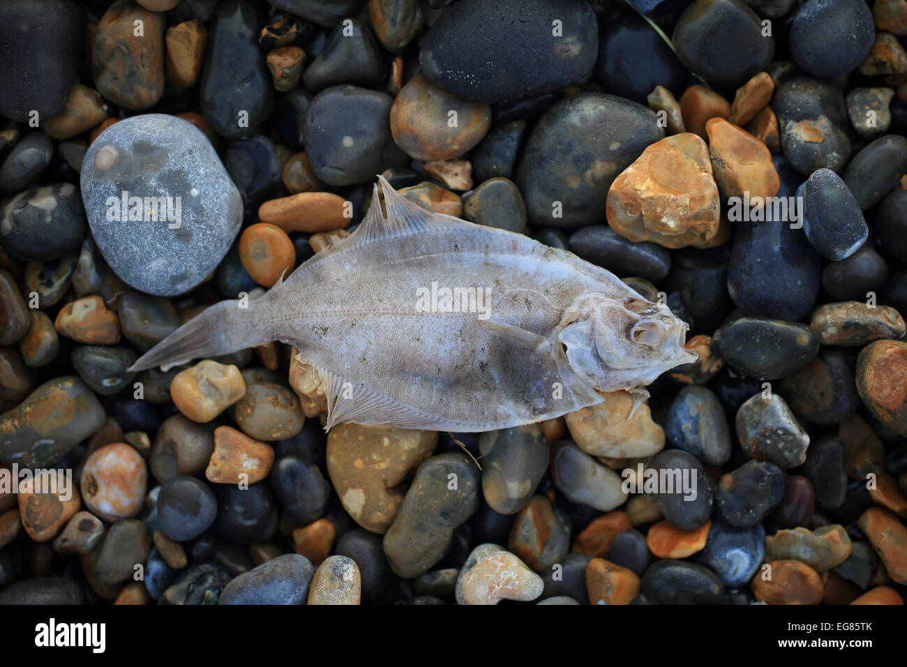 Common Dab (Limanda limanda Stock Photo - Alamy