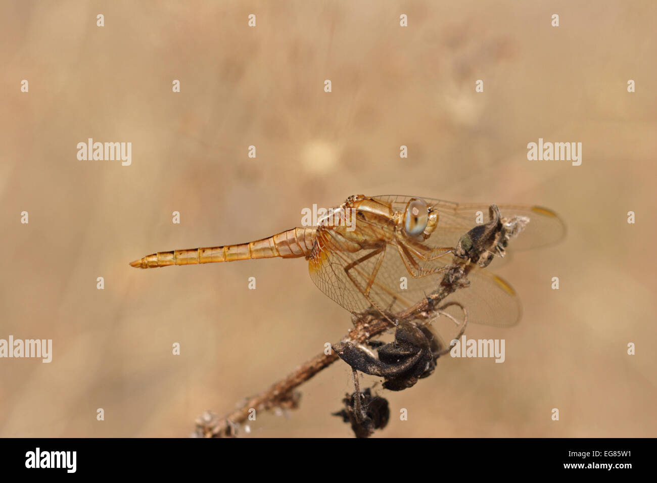 Broad Scarlet aka Scarlet Darter (Crocothemis erythraea Stock Photo - Alamy