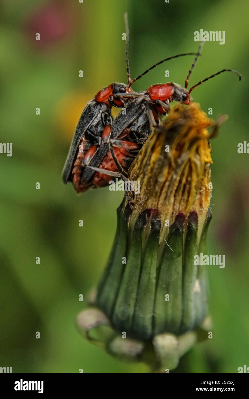 Bugs making love - green background Stock Photo - Alamy
