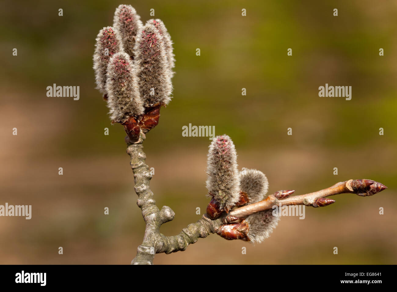 Populus alba hi-res stock photography and images - Alamy