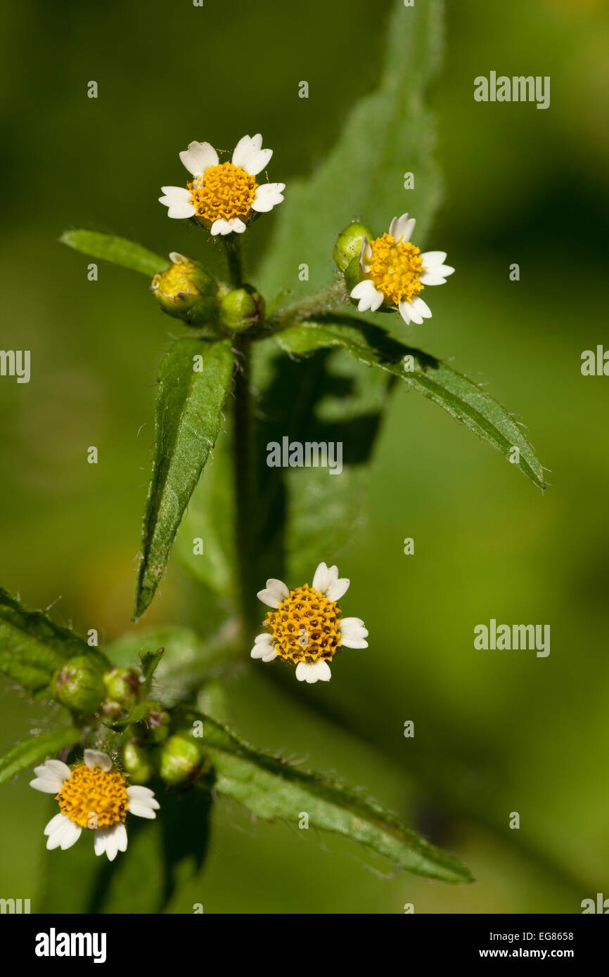 Ciliata Stock Photos & Ciliata Stock Images - Alamy