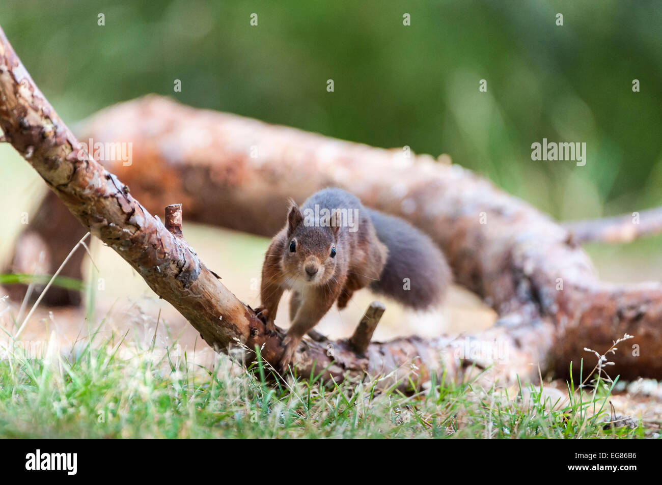 Red squirrel running to camera hi-res stock photography and images - Alamy
