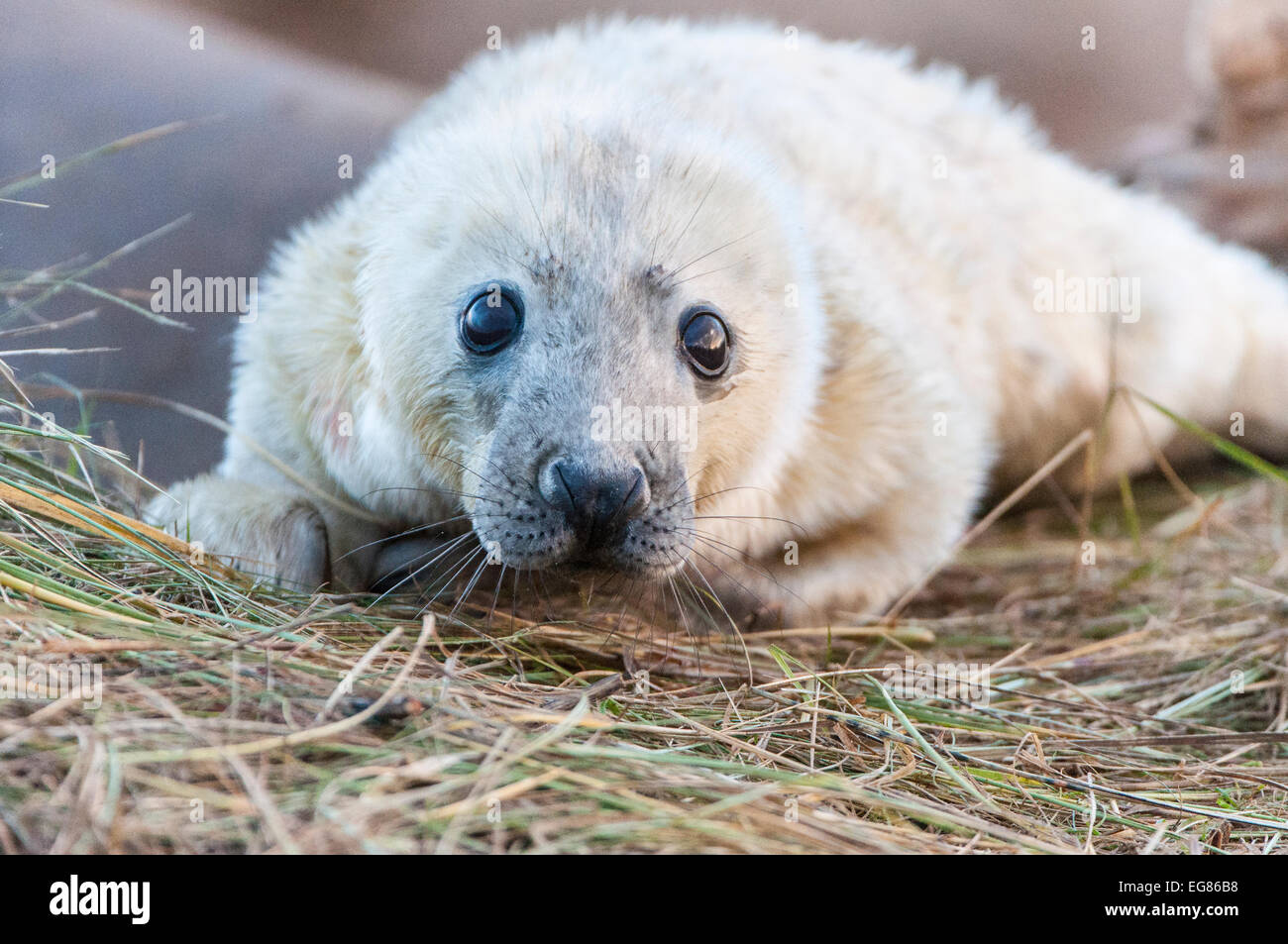 Newborn grey seal halichoerus hi-res stock photography and images - Alamy