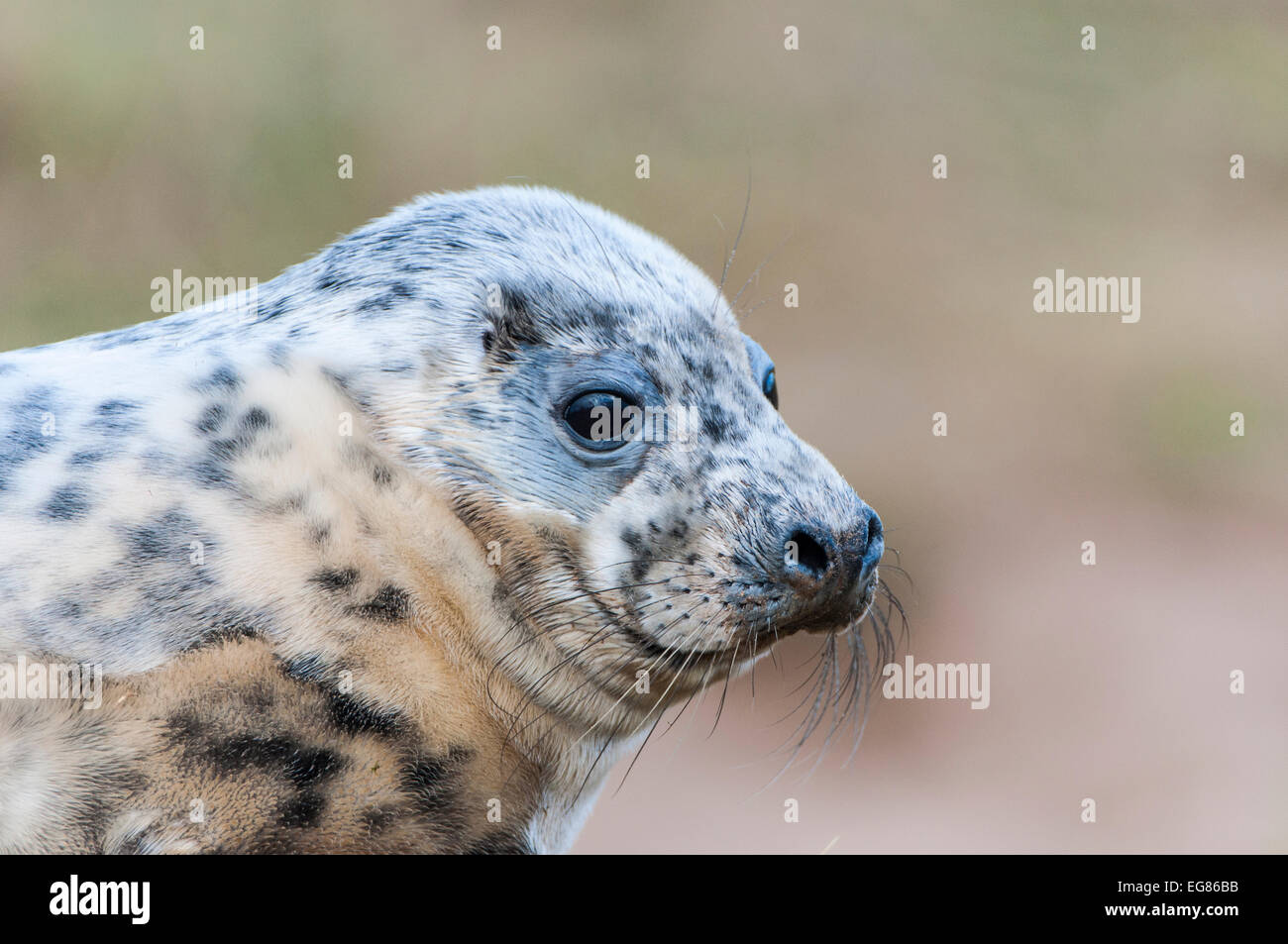 Adult female grey seal, close-up of head, facing side Stock Photo - Alamy