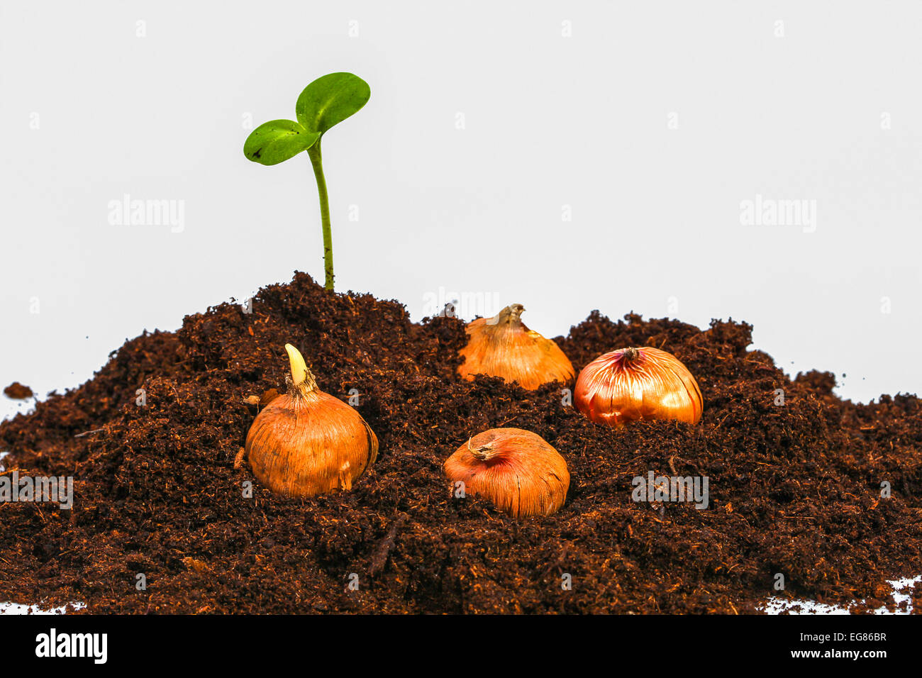 Small flower bulbs in soil hi-res stock photography and images - Alamy