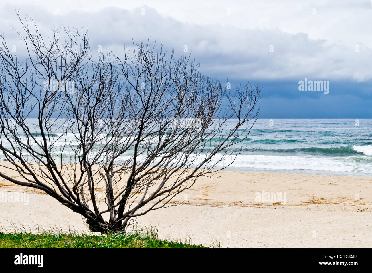 Dry tree on sandy beach in Australia Stock Photo - Alamy