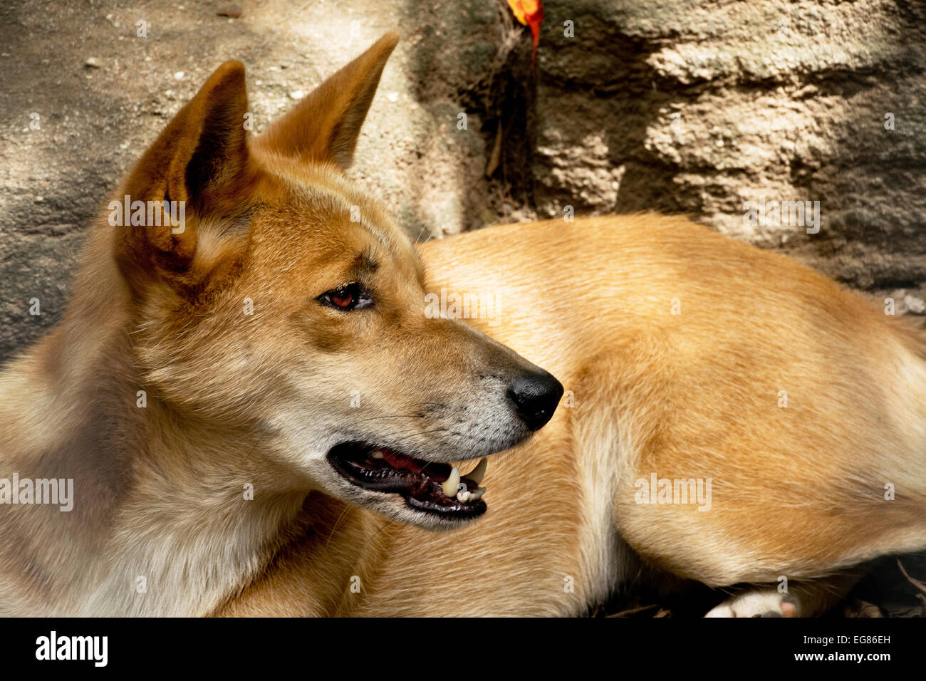 Dingo australian animal australian australia hi-res stock photography ...
