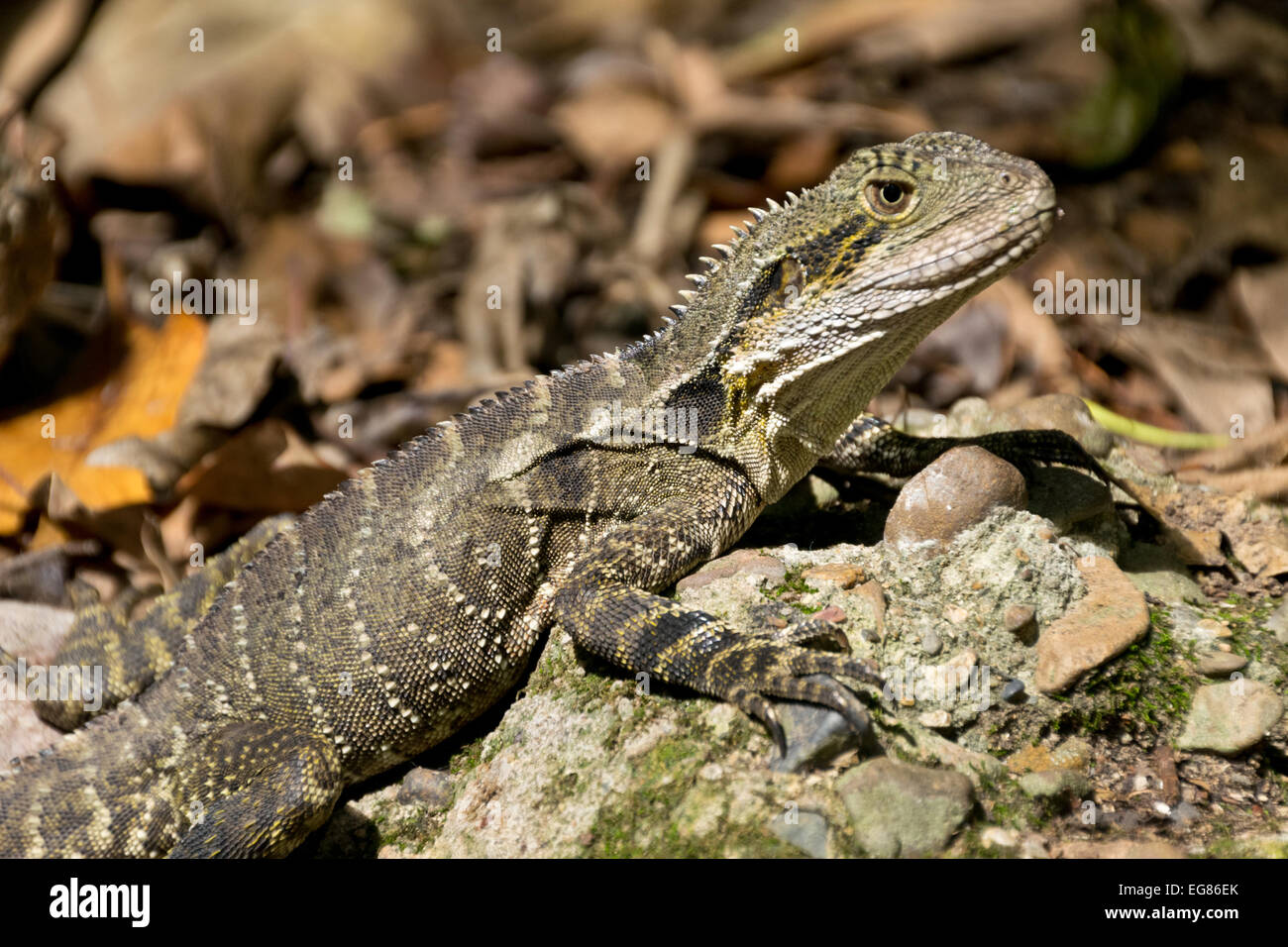 a Australian water dragon in the wild Stock Photo - Alamy