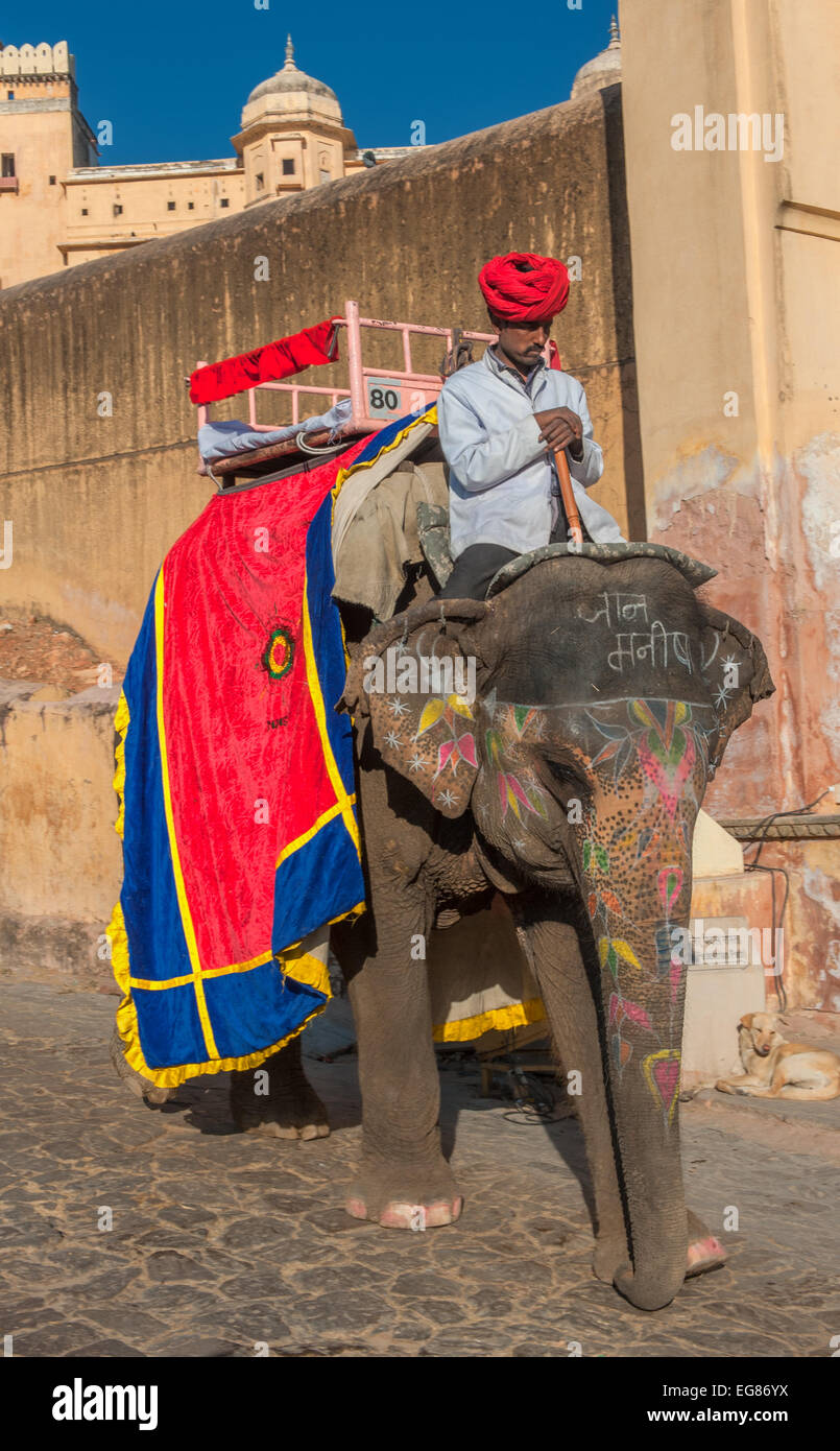 JAIPUR, RAJASTAN, INDIA - January, 27: Decorated elephant at Amber Fort ...