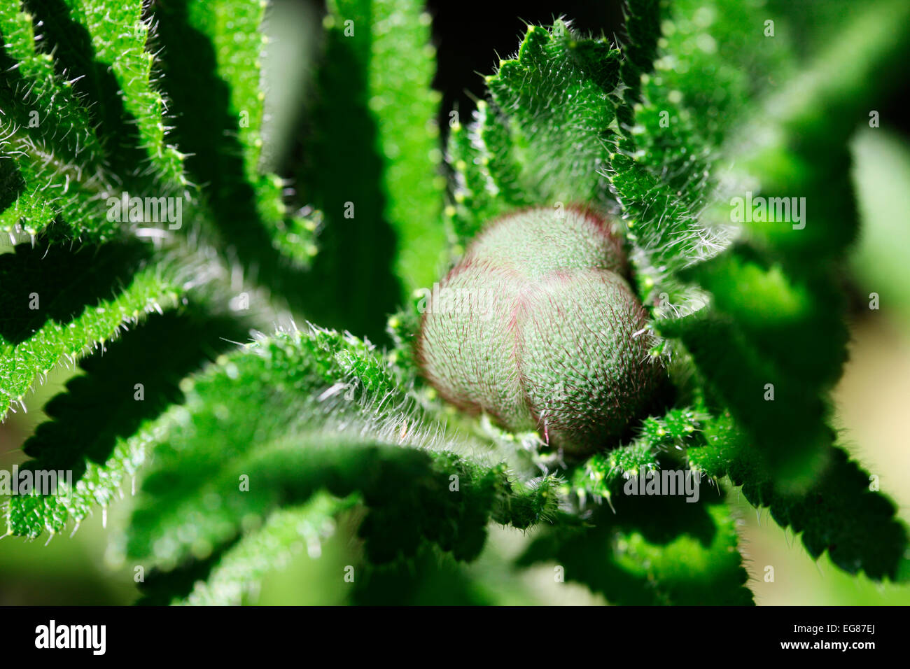 Bold and Impressive Oriental Poppy Bud in Spring Jane Ann Butler ...
