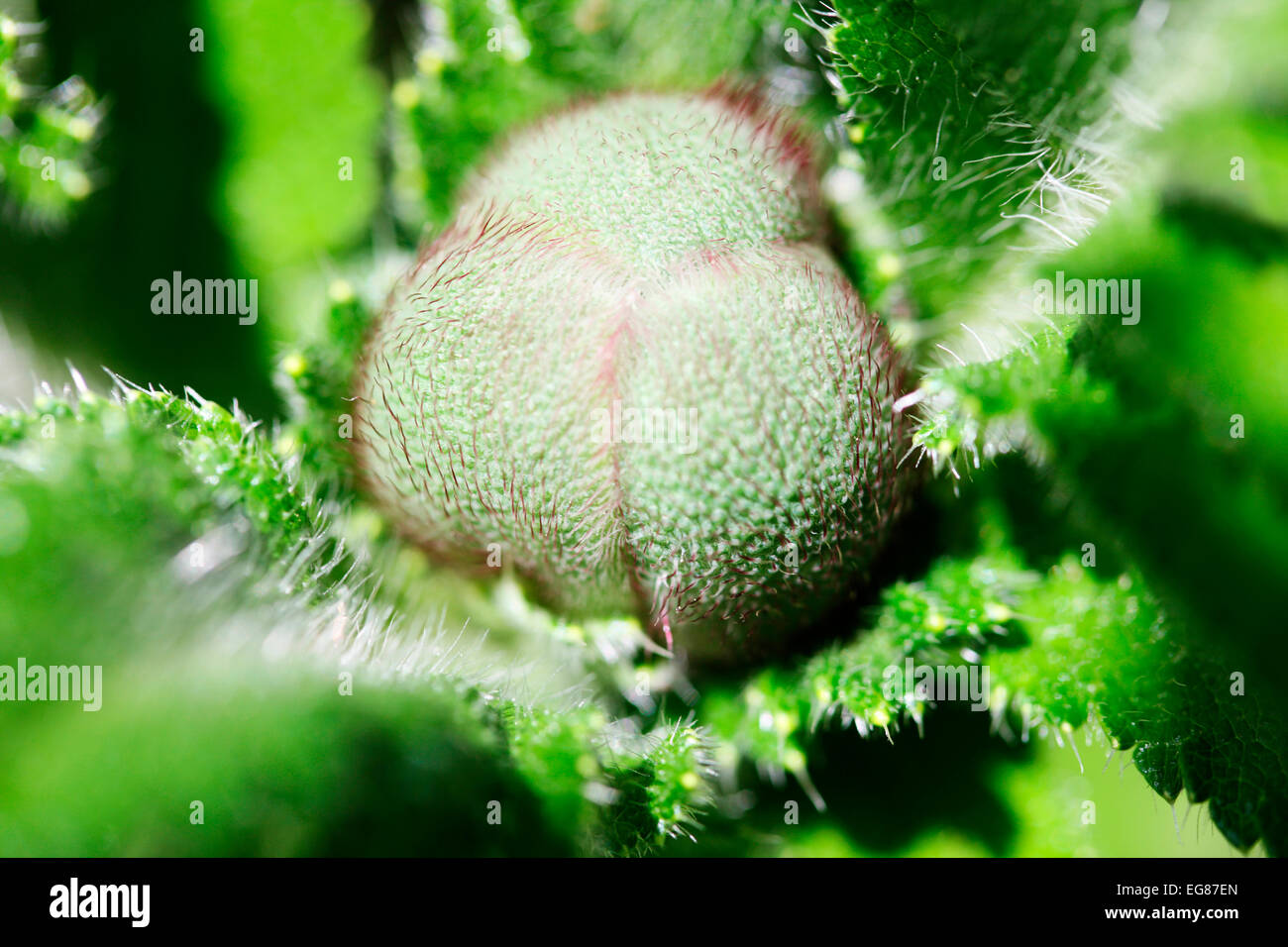 Bold and Impressive Oriental Poppy Bud in Spring Jane Ann Butler ...