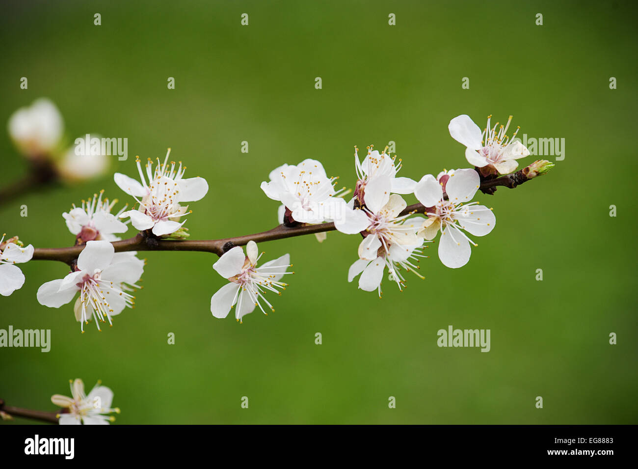 Apricot tree flower Stock Photo - Alamy