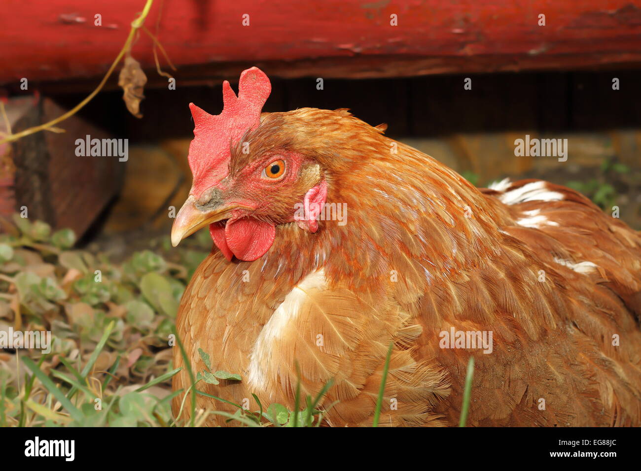 Free range chicken farm house hi-res stock photography and images - Alamy
