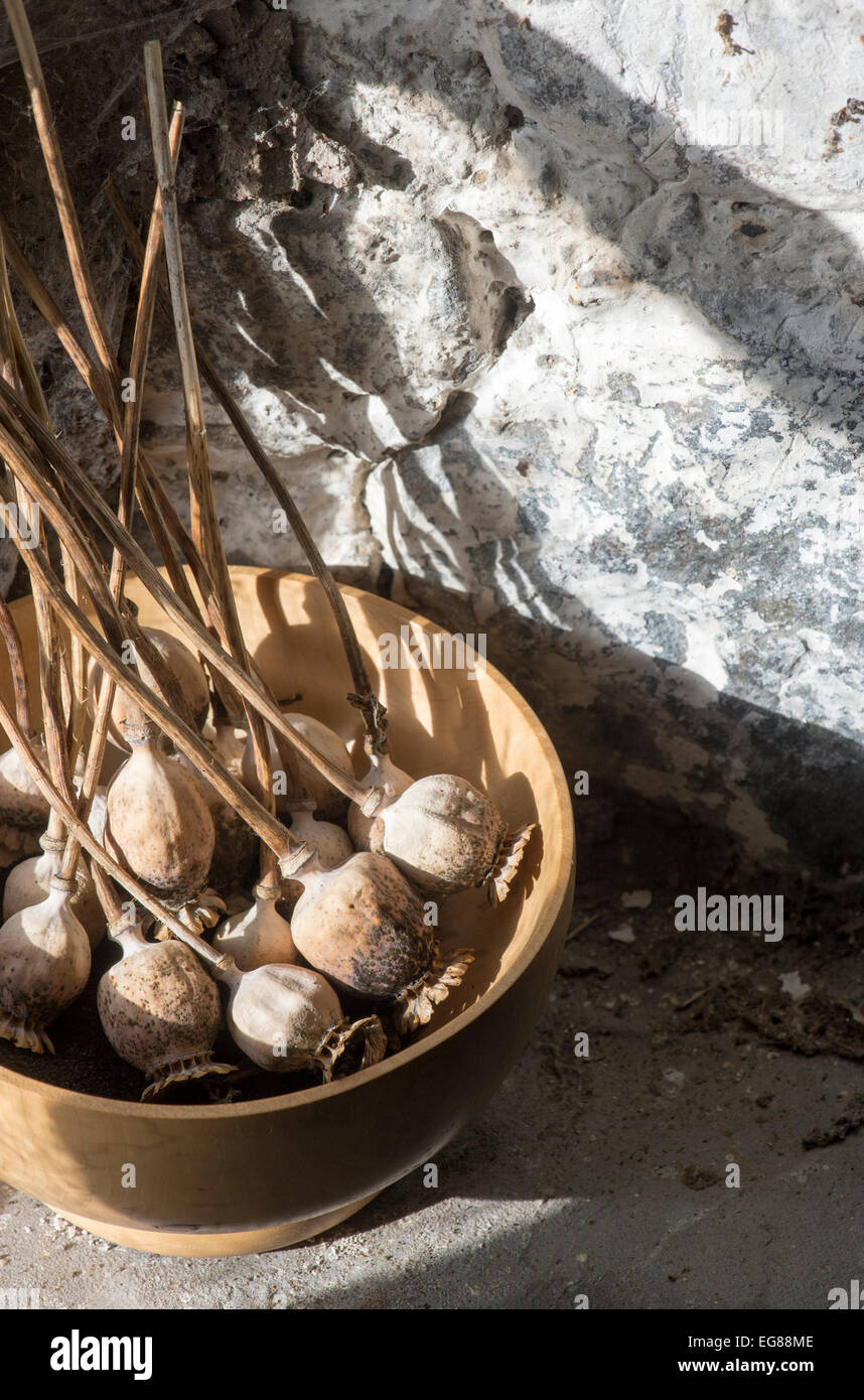 Collecting Dried Poppy seed pods in a wooden bowl on a shed window ...