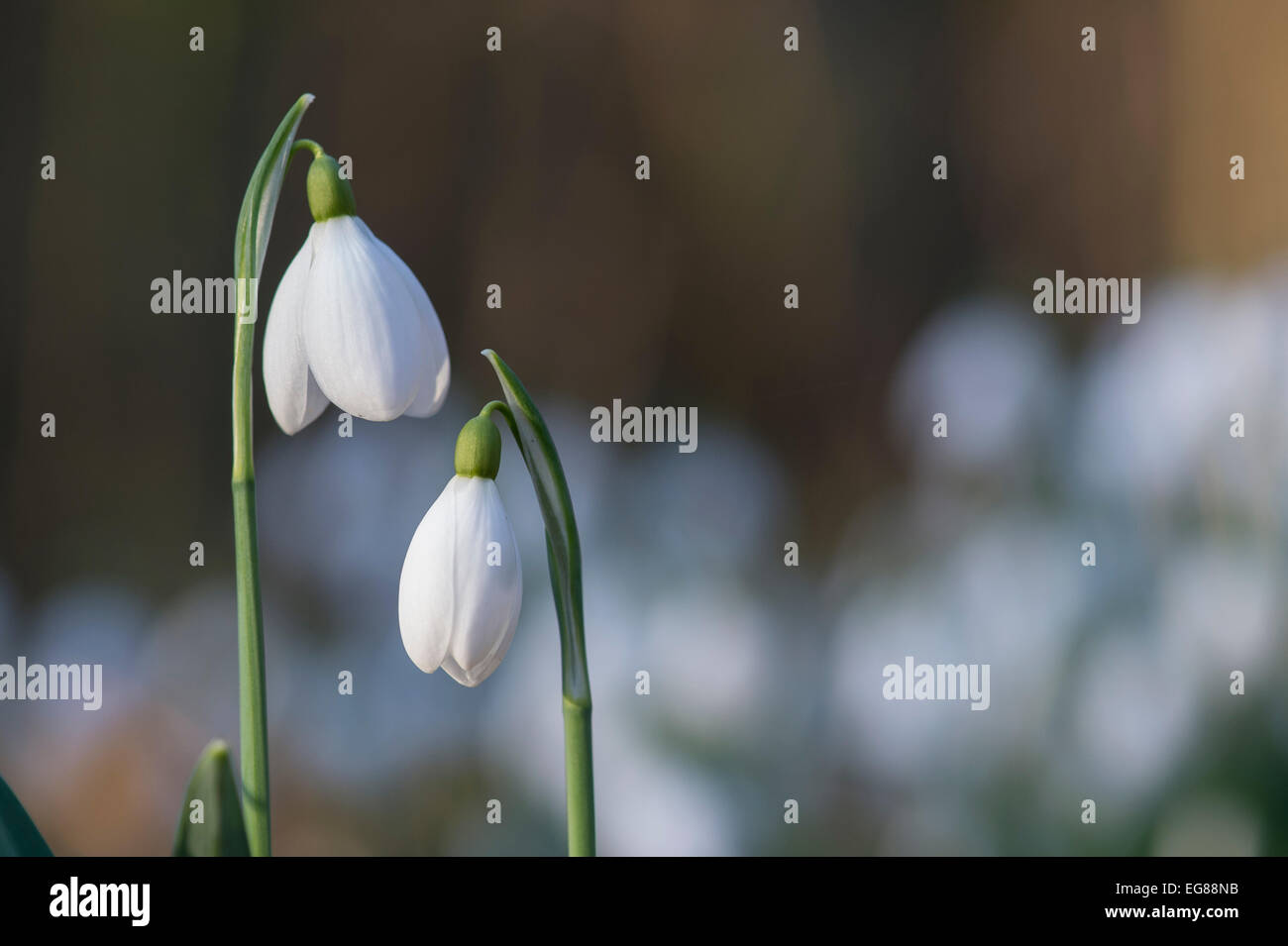 Galanthus S Arnott. Snowdrops Stock Photo - Alamy