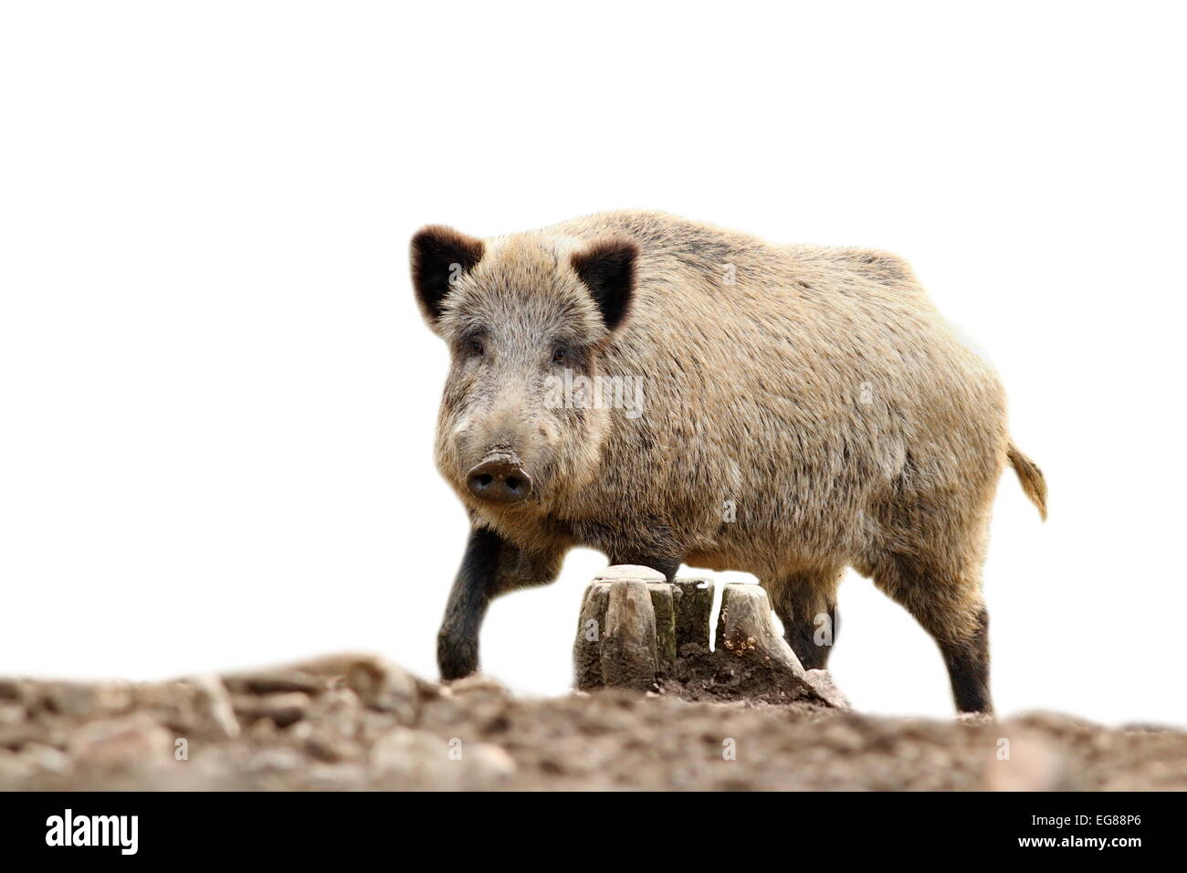 wild hog looking at camera, isolation over white background Stock Photo ...