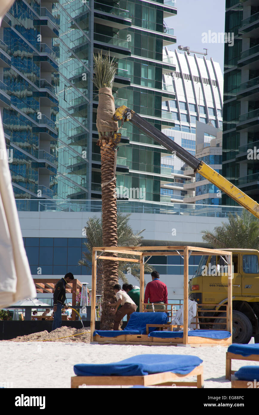 Planting a tree dubai hi-res stock photography and images - Alamy