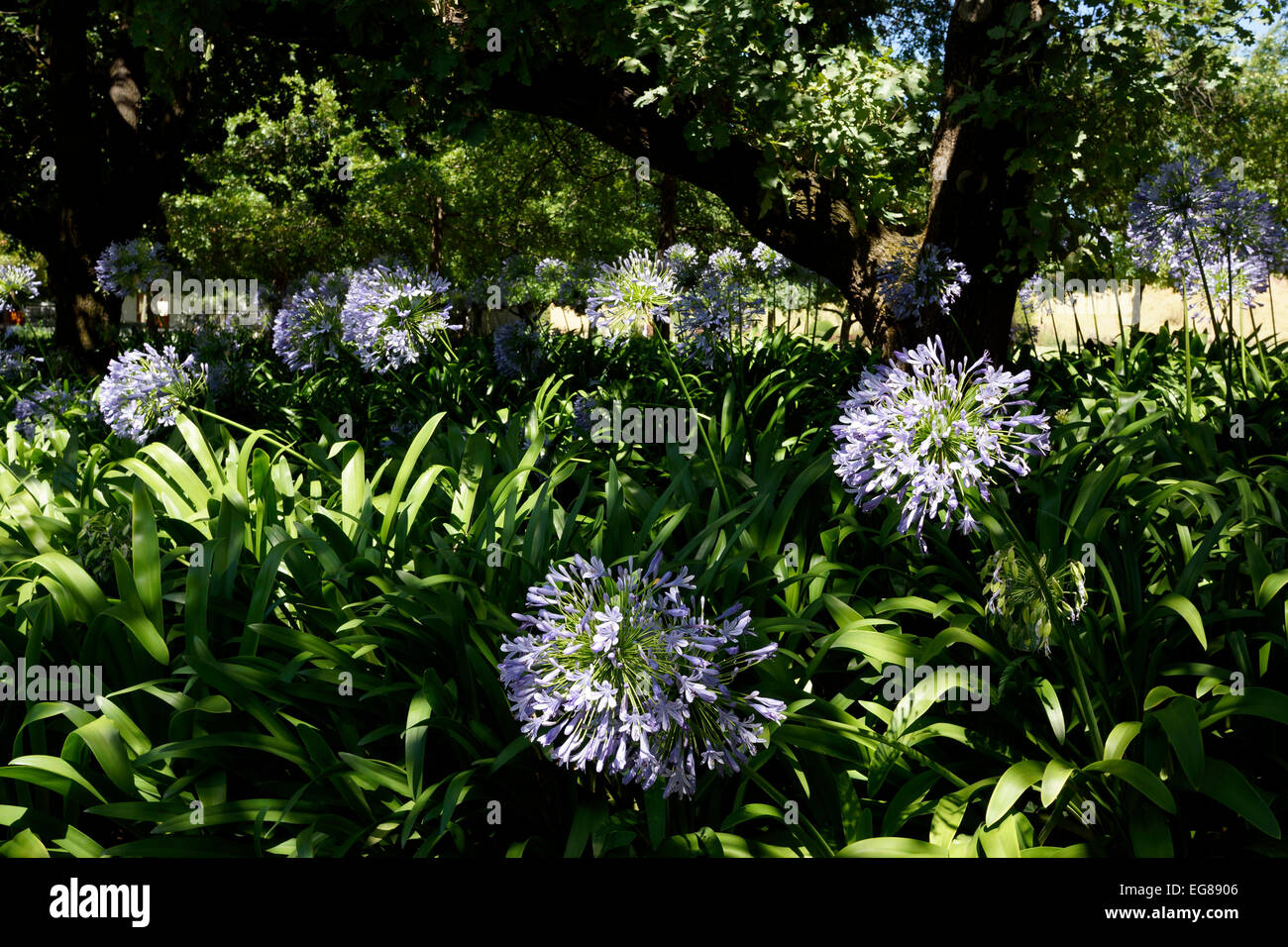 Agapanthus plants hi-res stock photography and images - Alamy