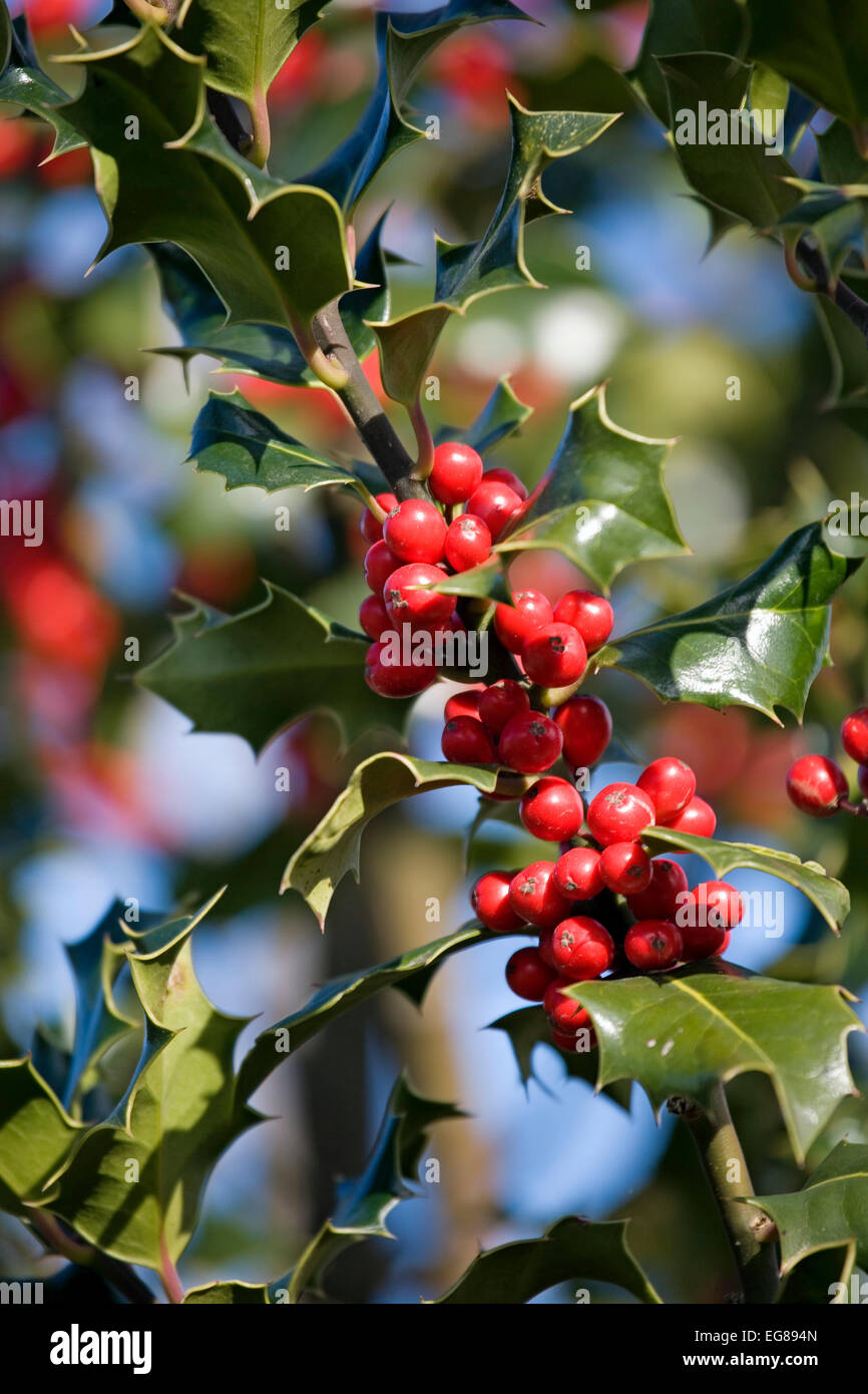 árbol de acebo hi-res stock photography and images - Alamy