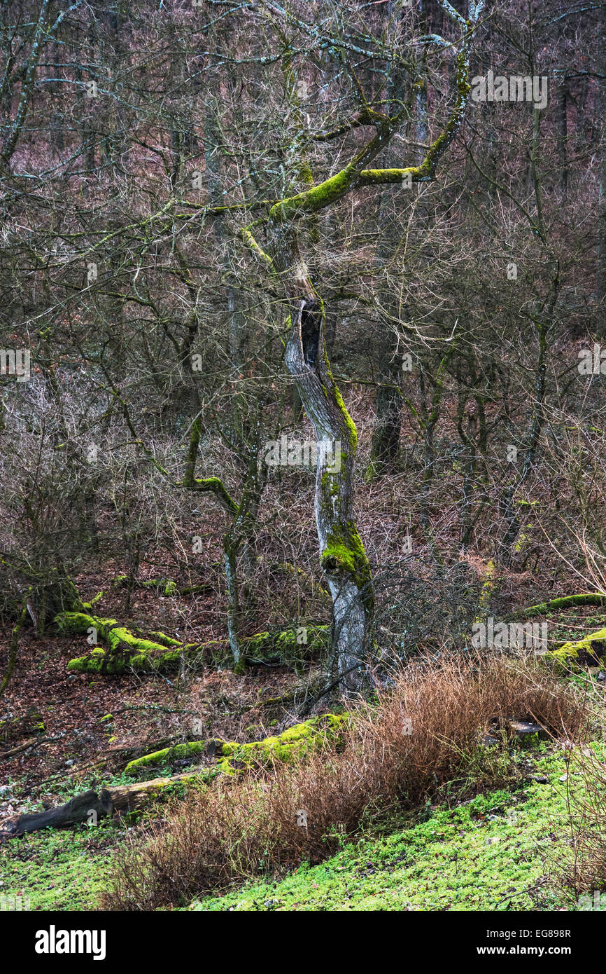 European deciduous forest. Vertical composition Stock Photo - Alamy