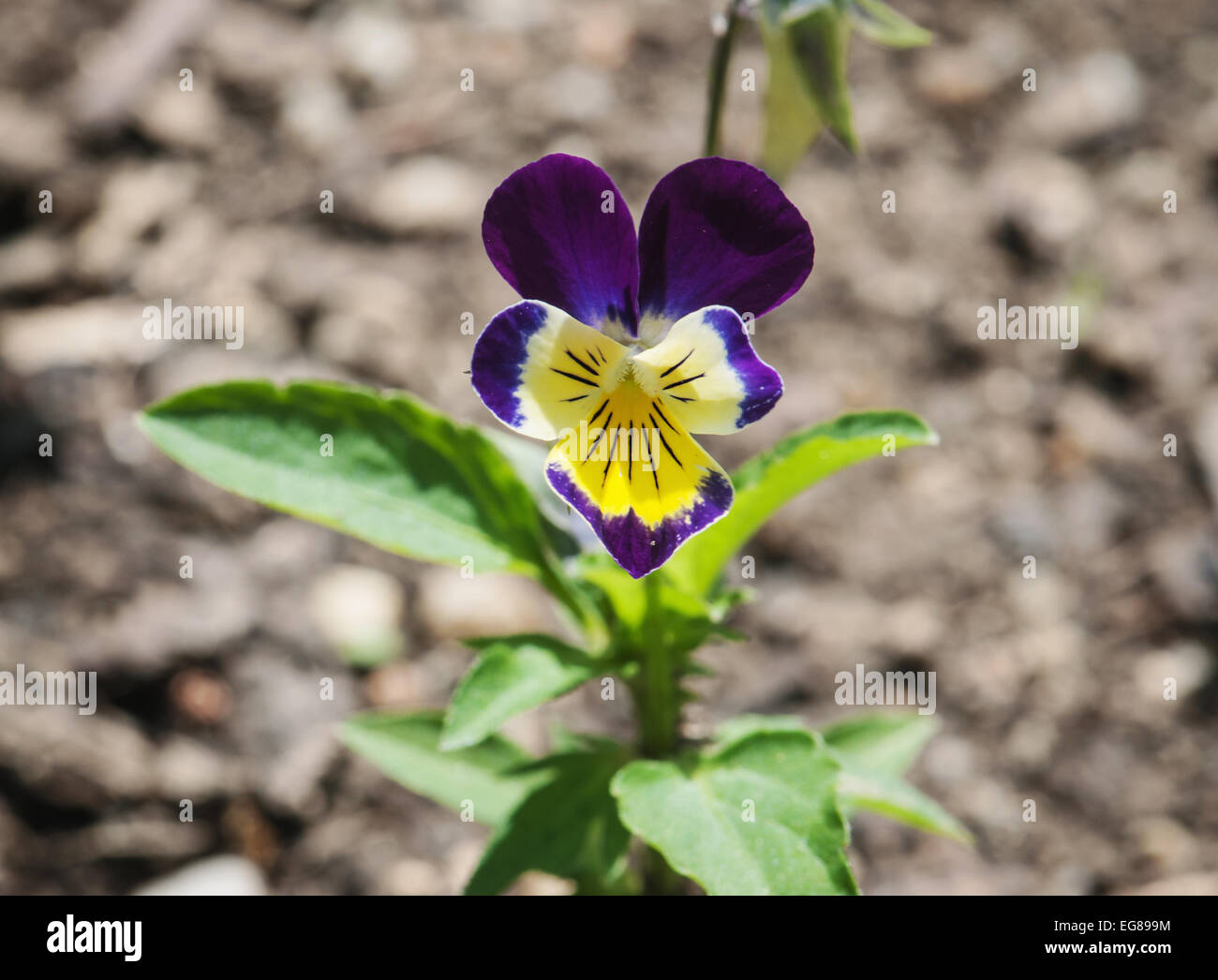 Viola odorata yellow hi-res stock photography and images - Alamy