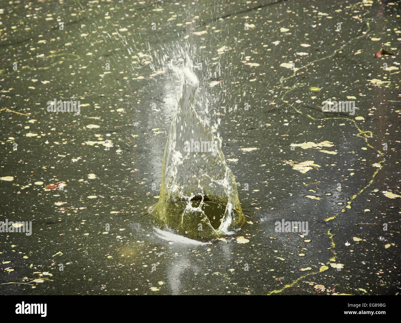 Splash water in the pond. Natural background Stock Photo - Alamy