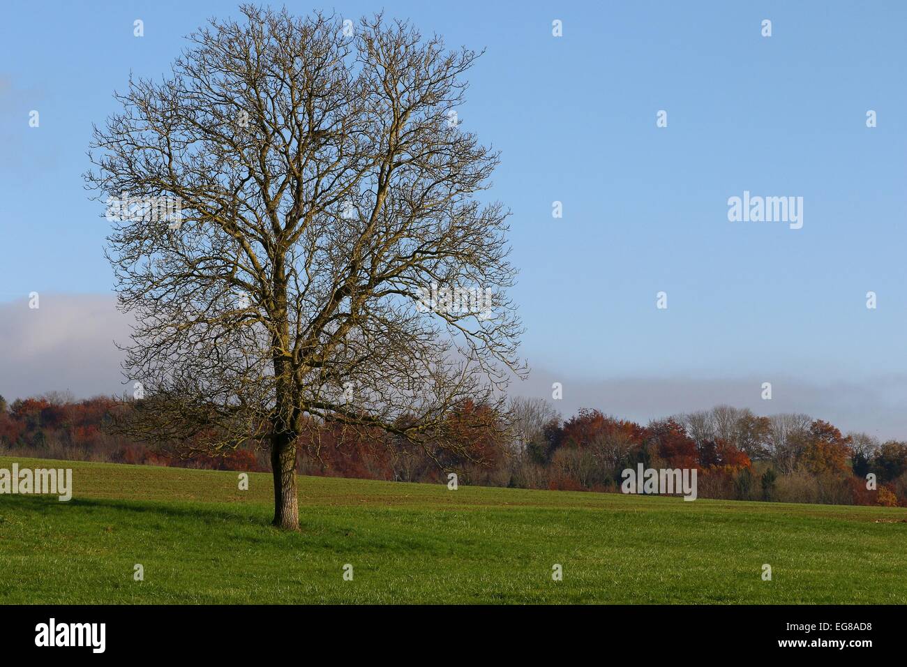 Fall skies blue hi-res stock photography and images - Alamy