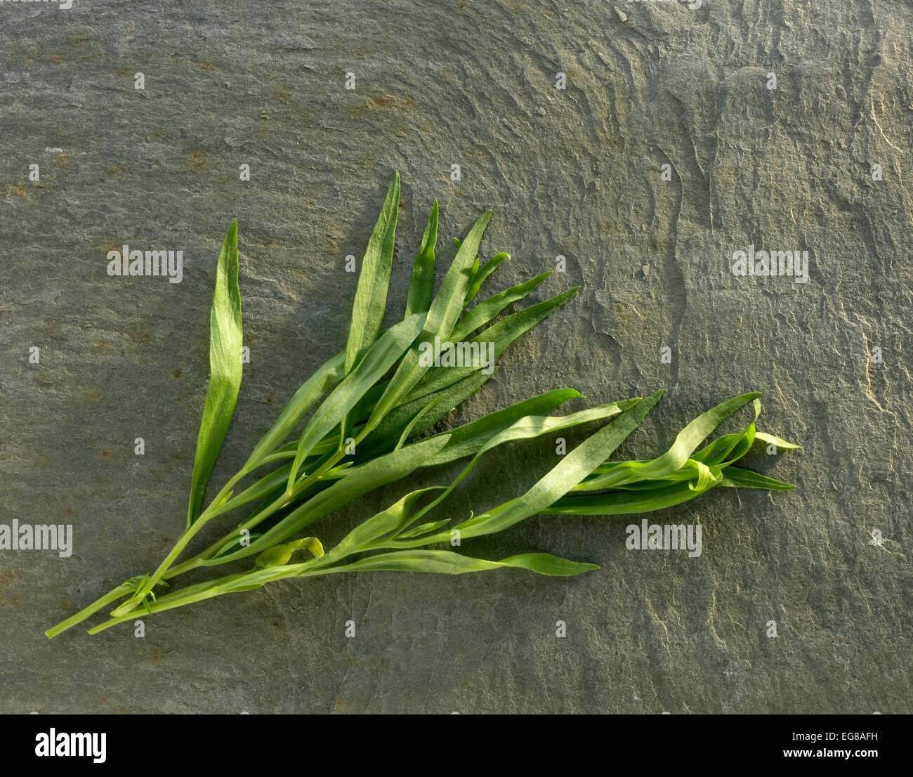 Tarragon leaves hi-res stock photography and images - Alamy