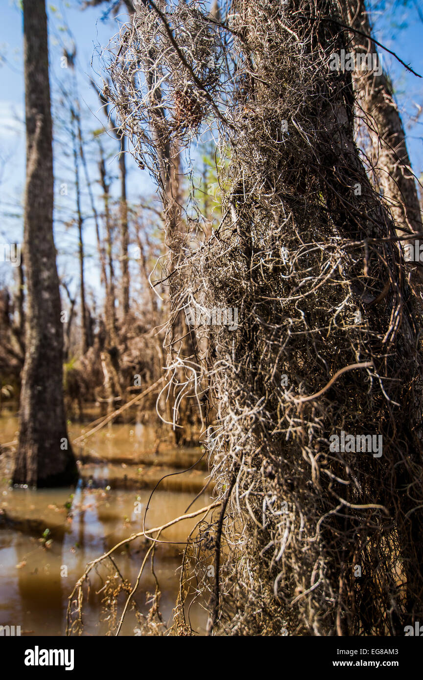 Swamp New Orleans High Resolution Stock Photography and Images - Alamy