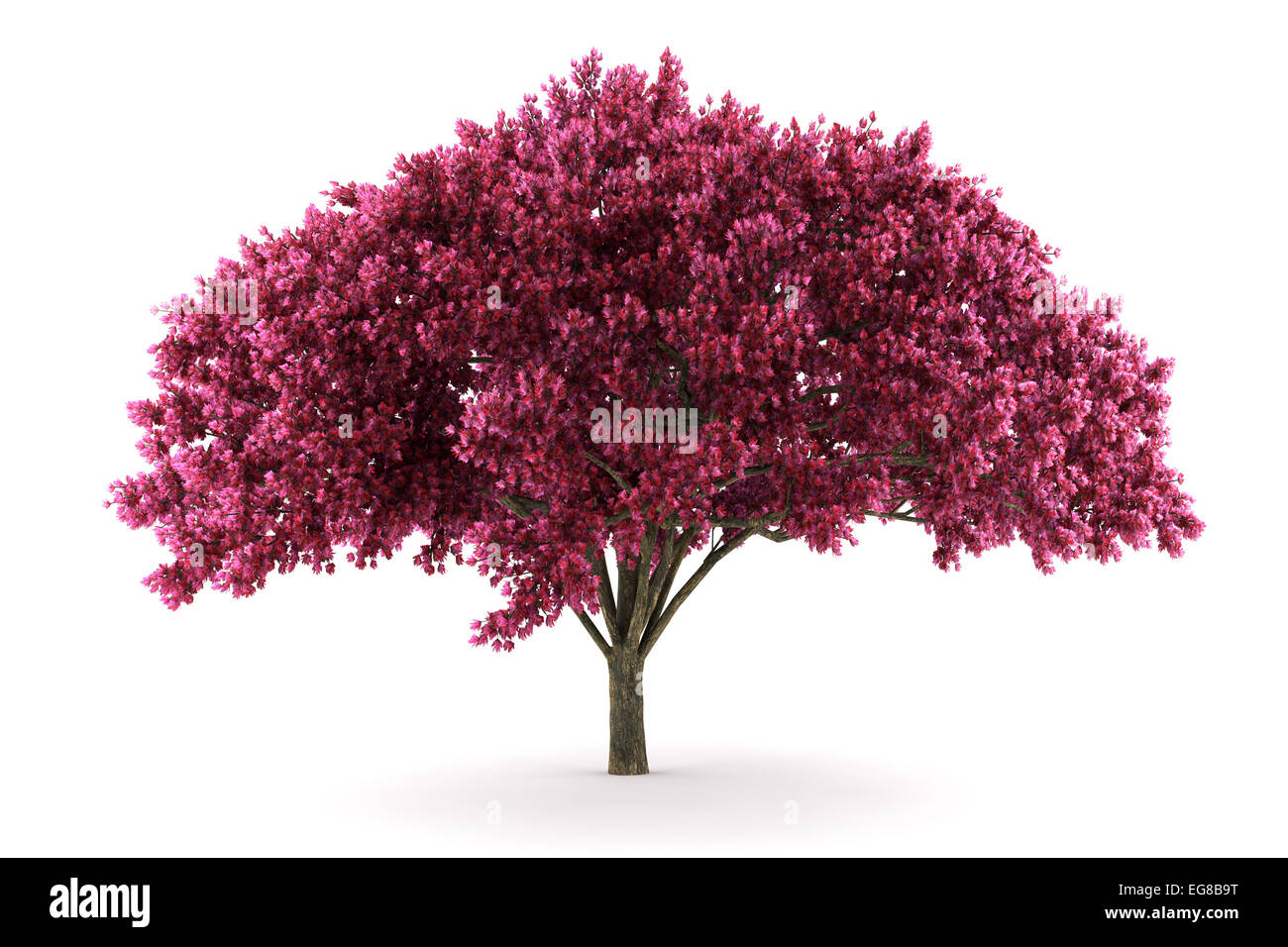 Red cherry on tree Cut Out Stock Images & Pictures - Alamy