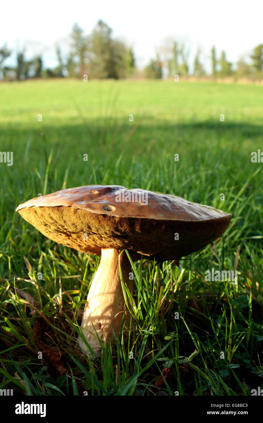 A species of Bolete Fungus Stock Photo - Alamy