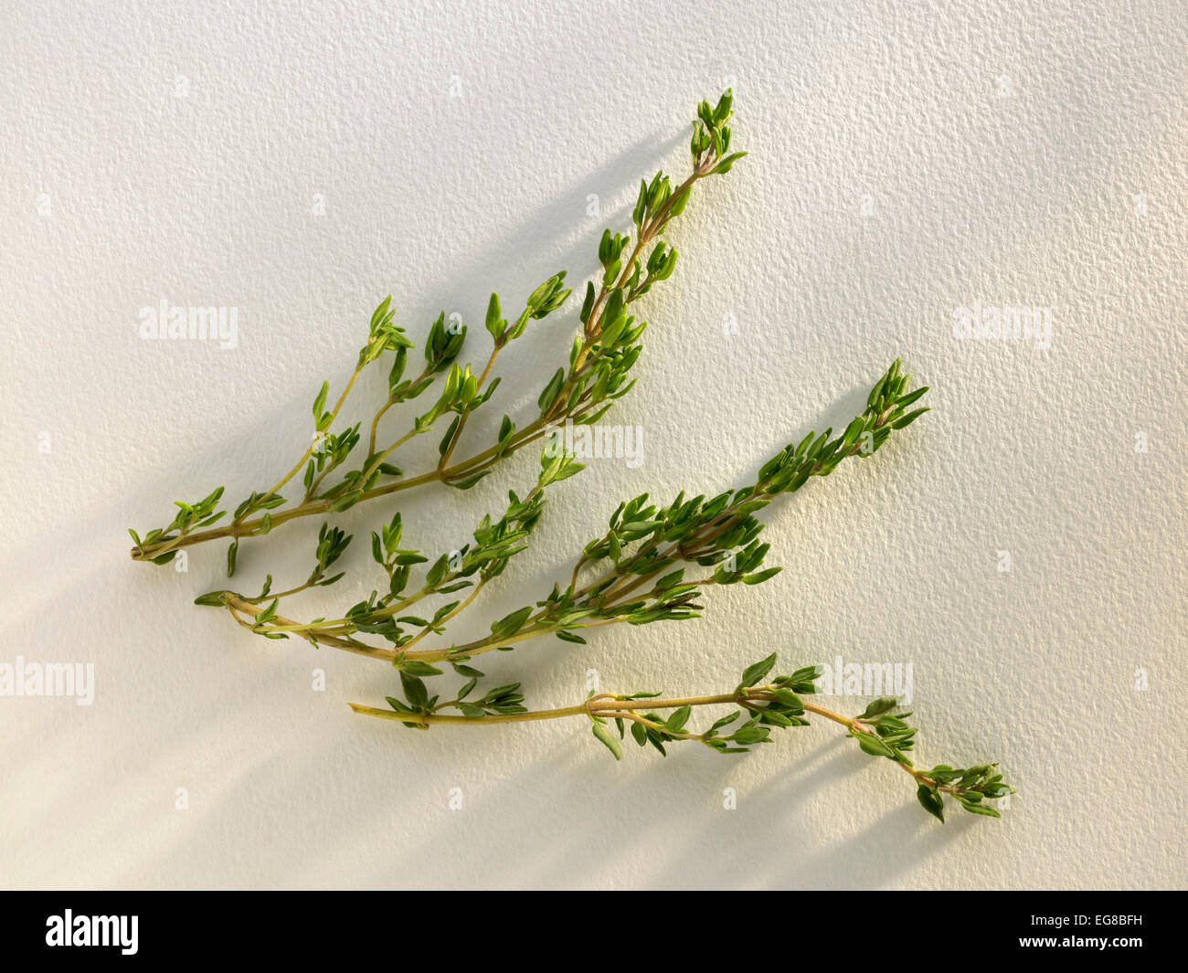 Thyme flavored hi-res stock photography and images - Alamy