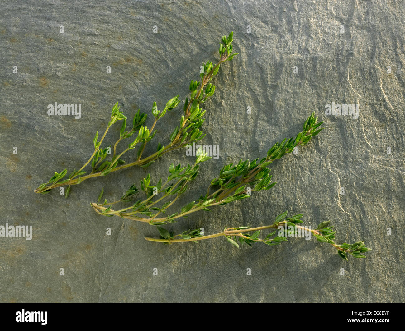 Thyme leaf hi-res stock photography and images - Alamy