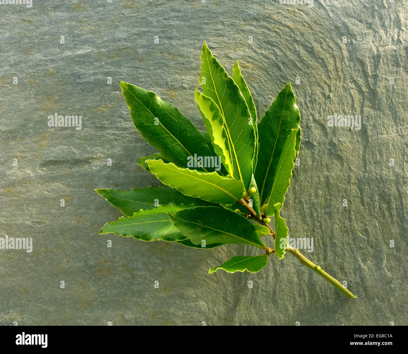 herbs: bay leaf Stock Photo - Alamy