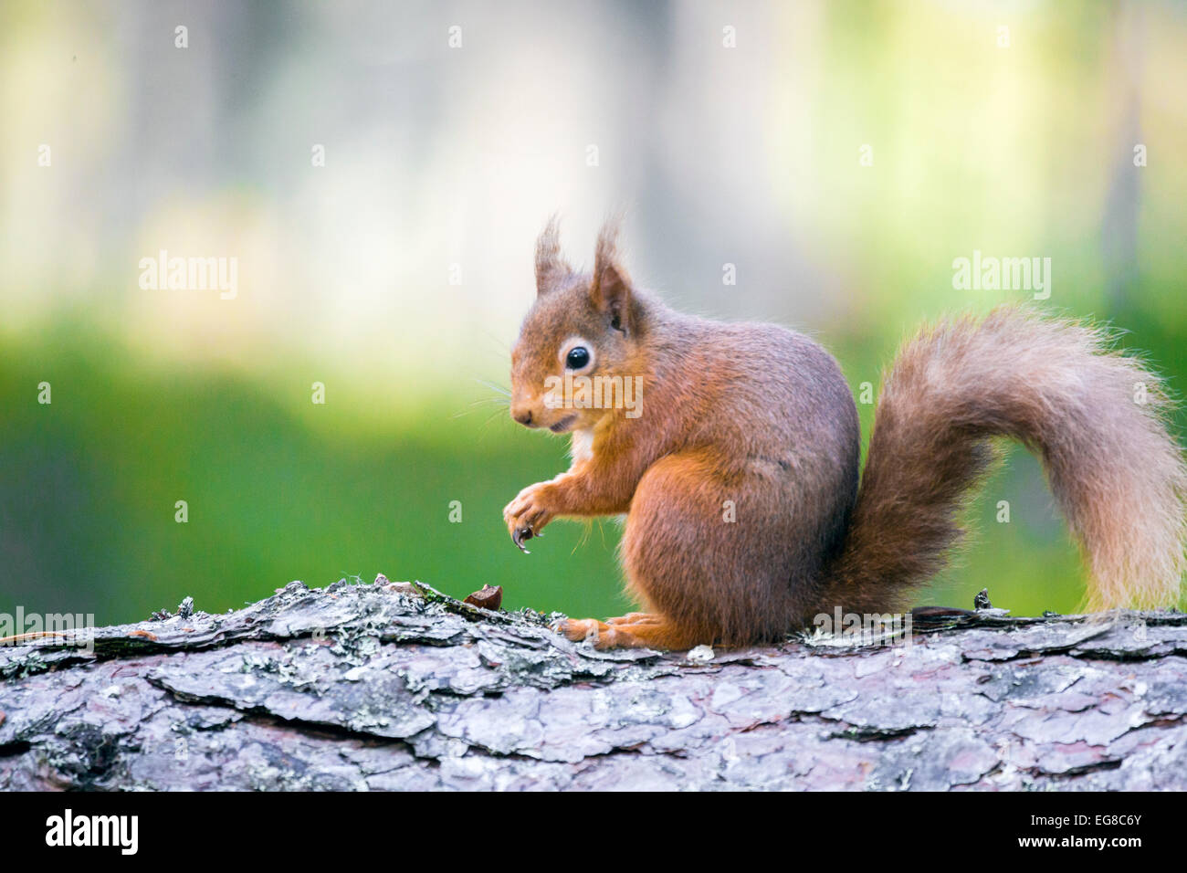 Tufty red squirrel ears hi-res stock photography and images - Alamy